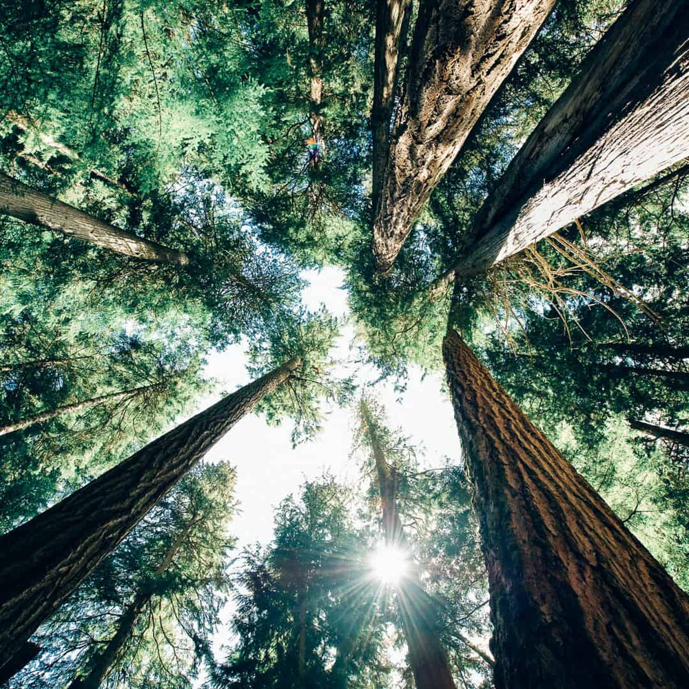 Castile Body Wash | Alpine Provisions